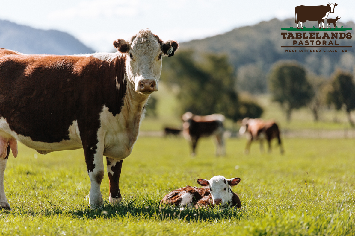 About Us – Animal Nutrition & Supplement Provider | ProviCo Rural