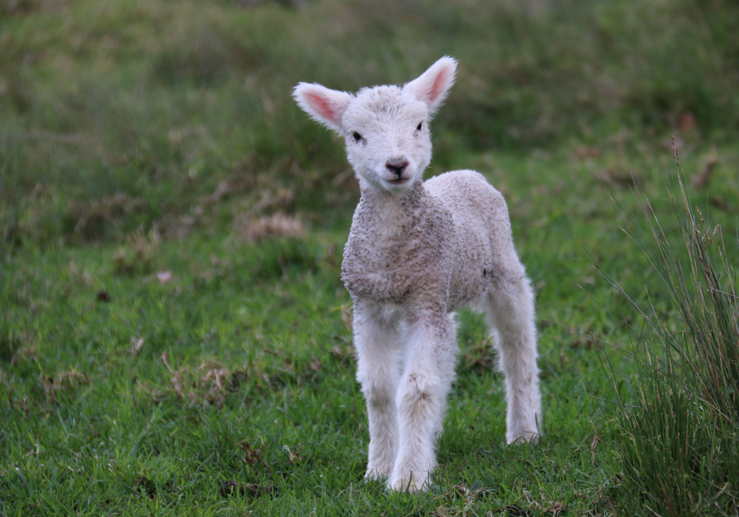 Historic Sheep And Lamb