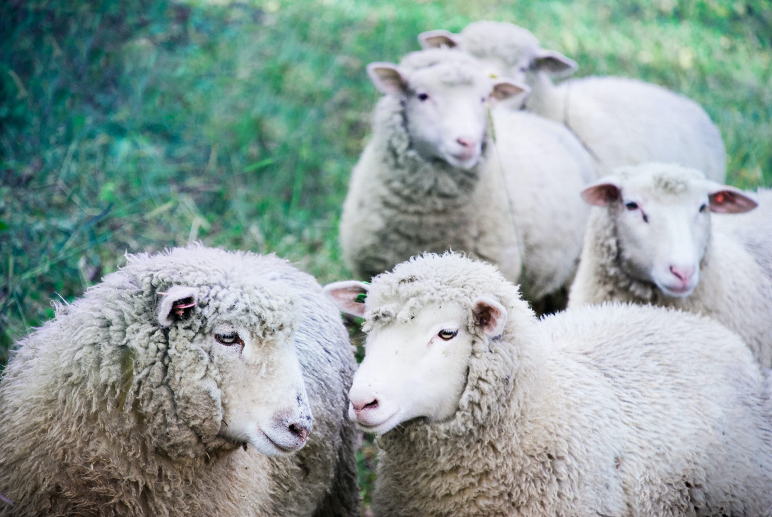 What is the gestation period for sheep – ProviCo Rural